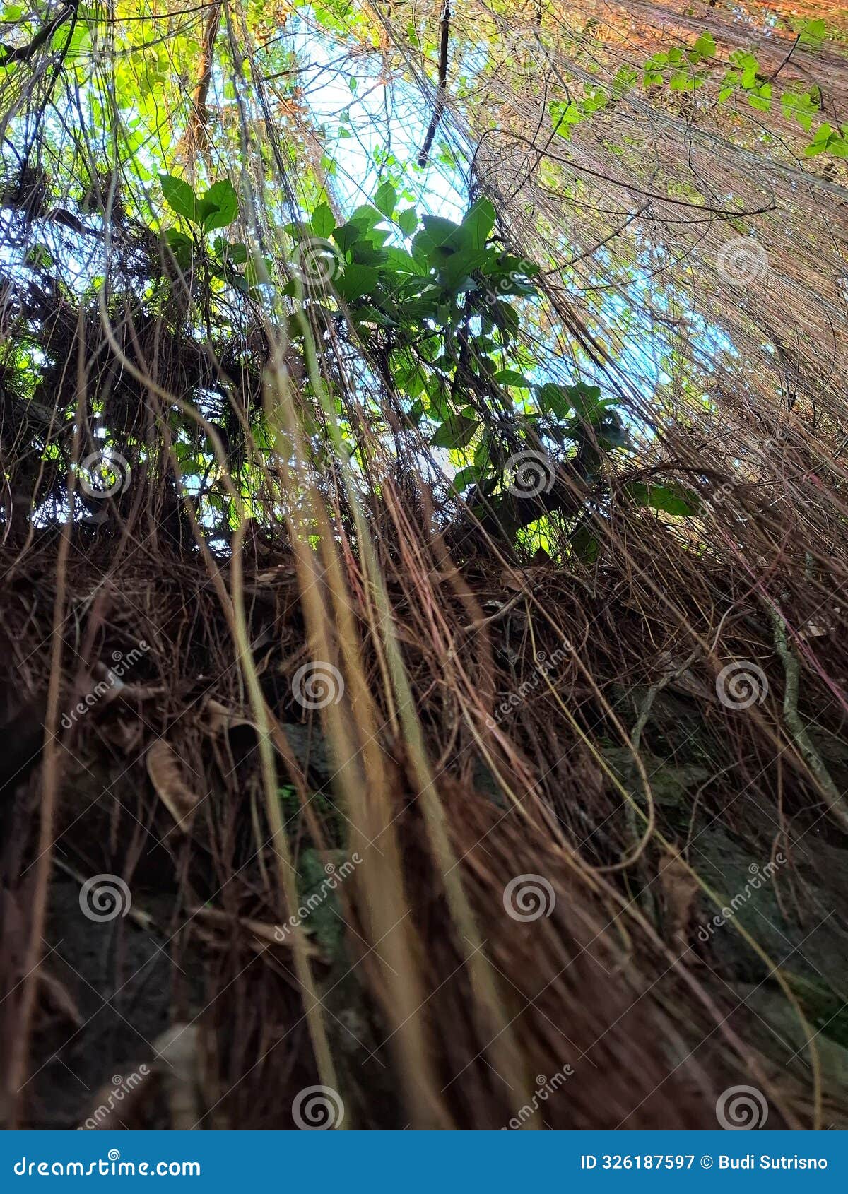 Hanging Tree Roots and Ferns Under the Tropical Forest Stock Image ...