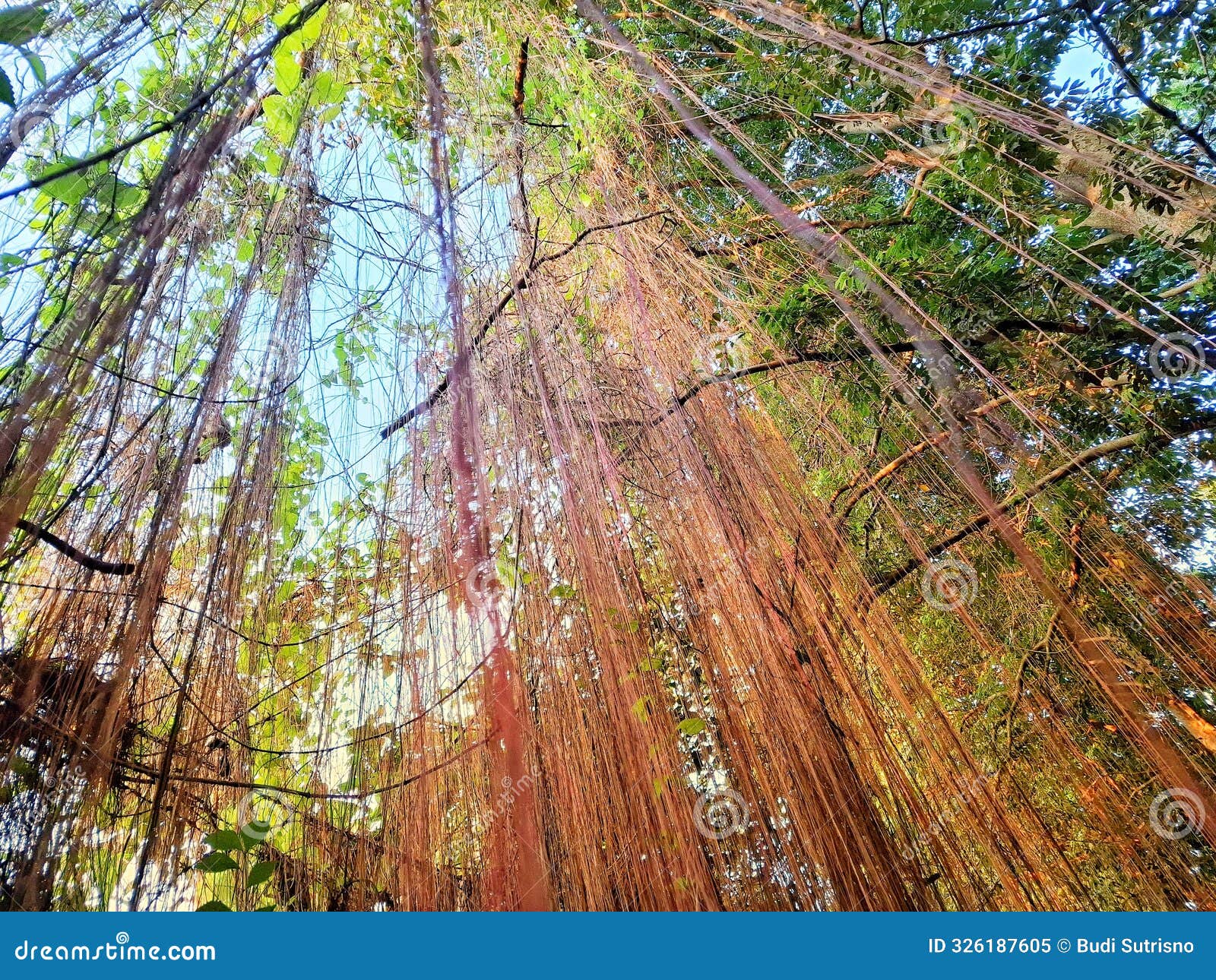 Hanging Tree Roots and Ferns Under the Tropical Forest Stock Image ...