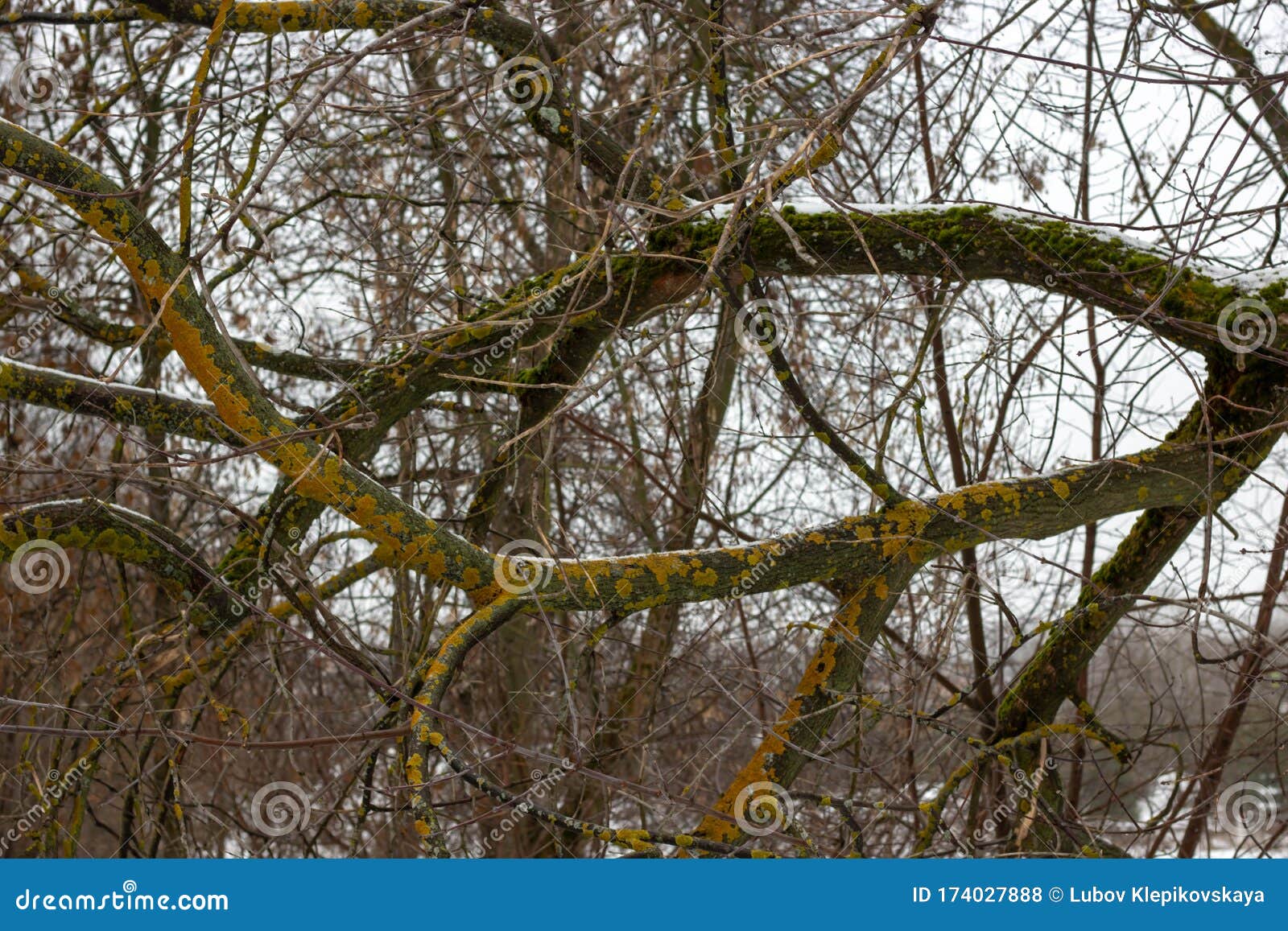 Hanging Tree Shadows in Summer Forest. Summer Spreading Tree Branches ...