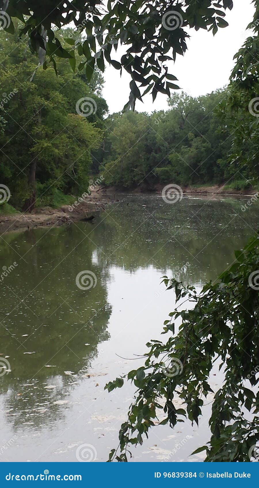 The hanging trees stock photo. Image of beautiful, hanging - 96839384