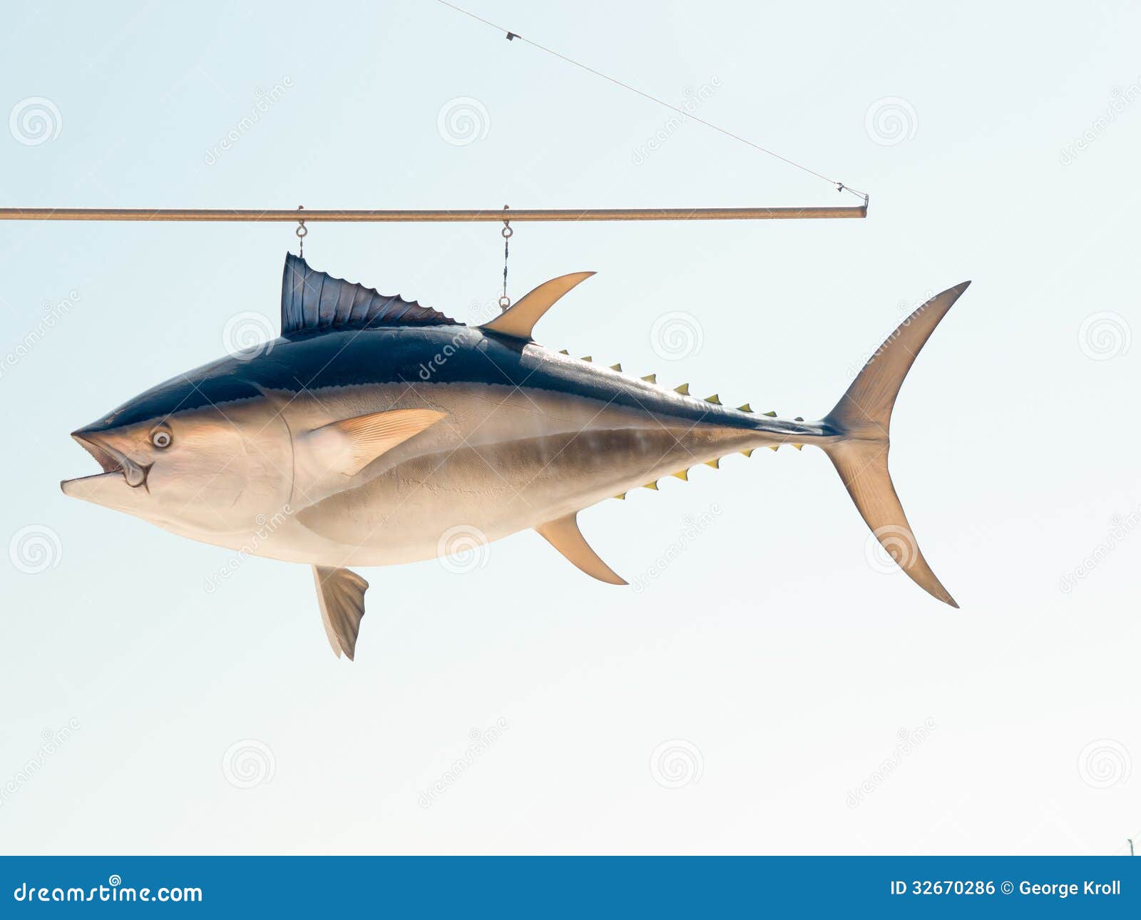 Hanging Tuna fish sign stock photo. Image of tuna, seafood - 32670286