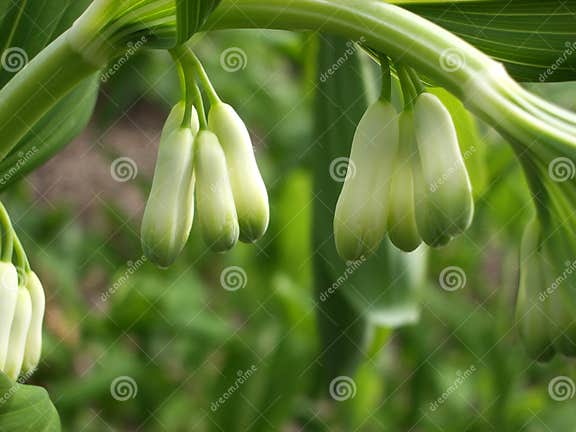 Hanging vegetation. stock photo. Image of greenery, delicate - 253014