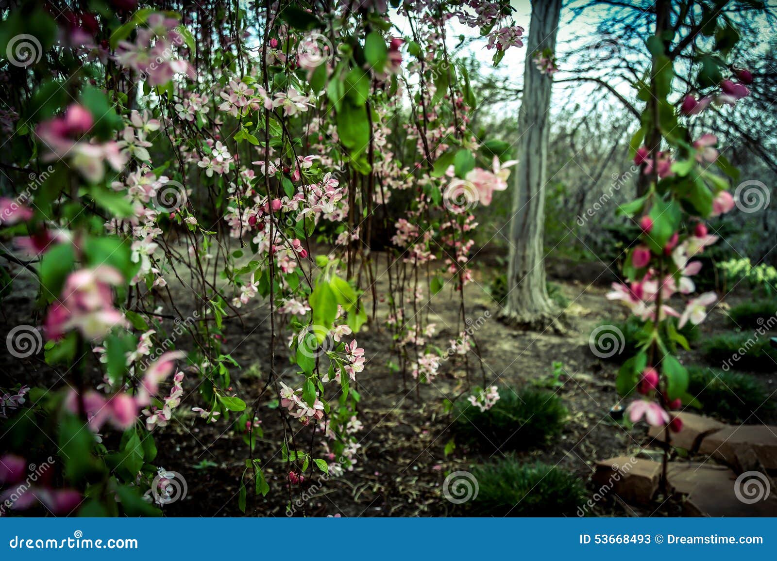 Hanging Vines stock image. Image of trees, green, bushes - 53668493