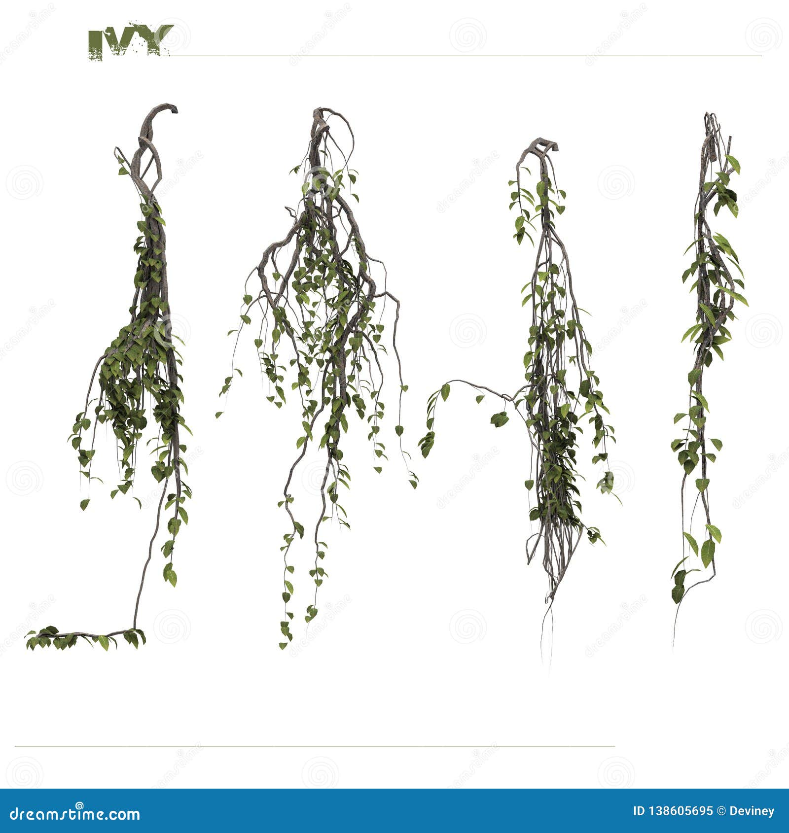 Hanging wall ivy stock image. Image of bunch, leaf, pinned - 138605695