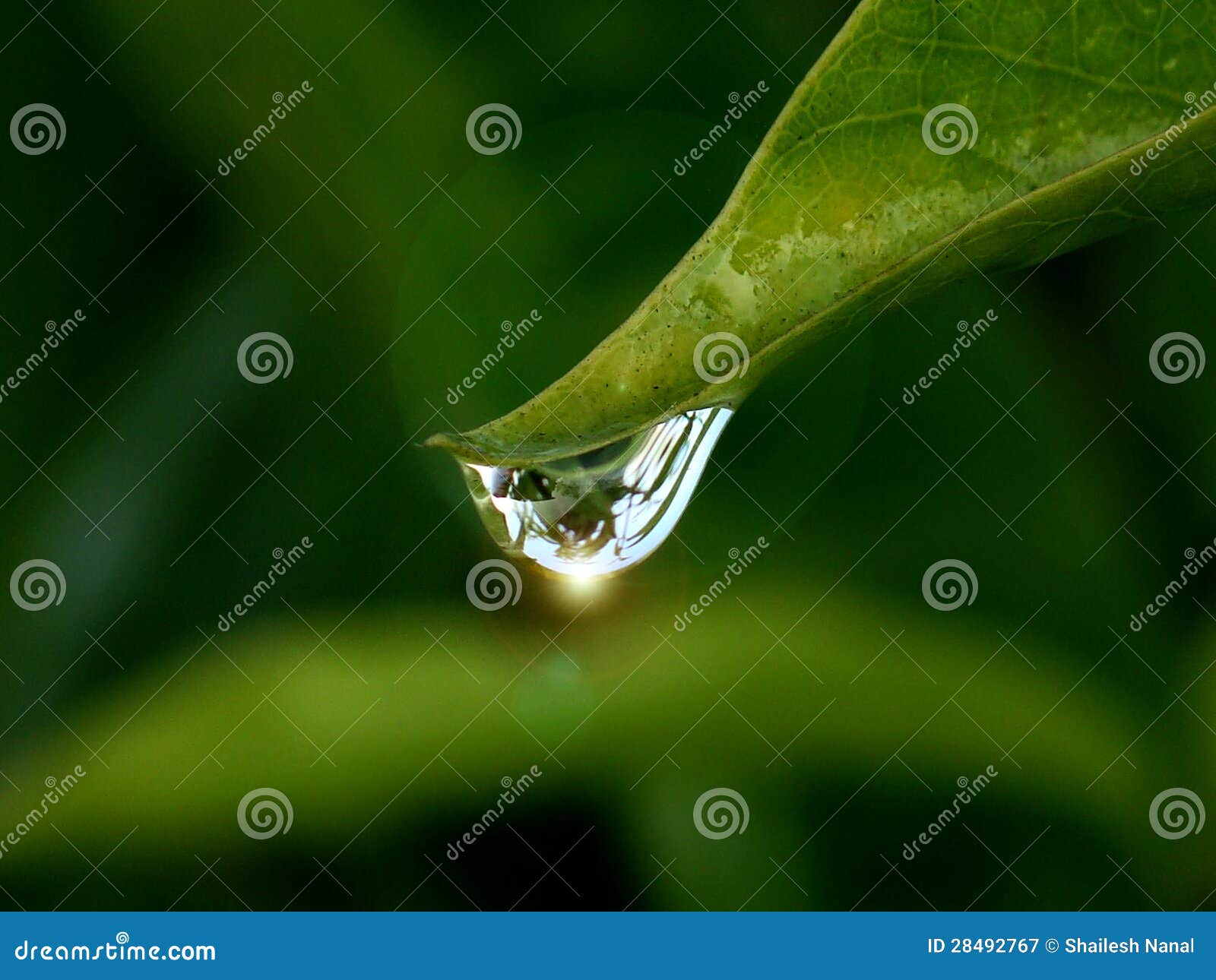 Hanging water drop stock image. Image of leaf, droplet - 28492767