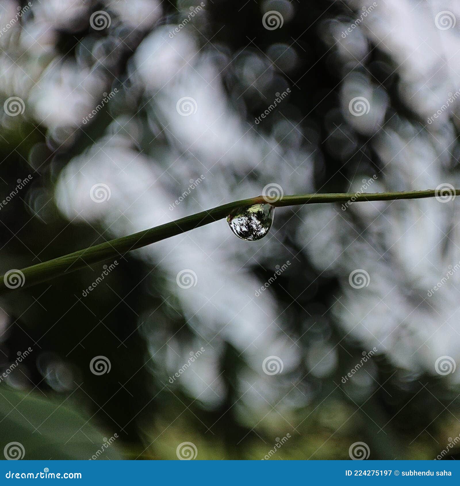 Hanging Water Drop Ready To Fall Stock Image - Image of blossom, frost ...