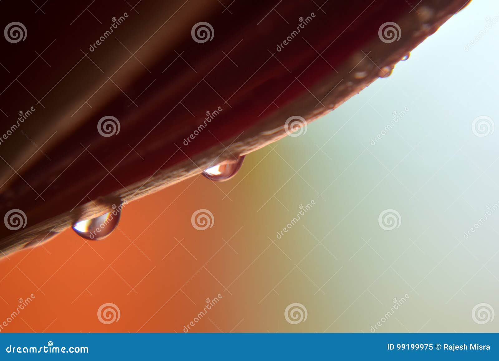 Hanging water drops stock image. Image of macro, petal - 99199975