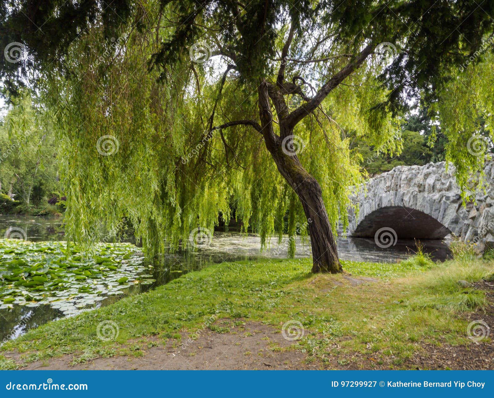 Hanging Willow Tree by a Pond and Stone Bridge Stock Image - Image of ...