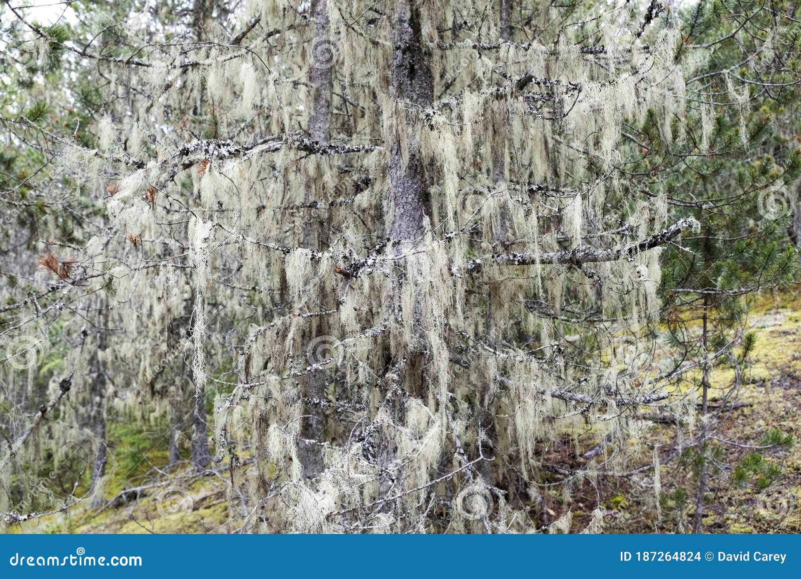 Dead Tree Covered with Hanging Moss Stock Photo - Image of beards, dead ...