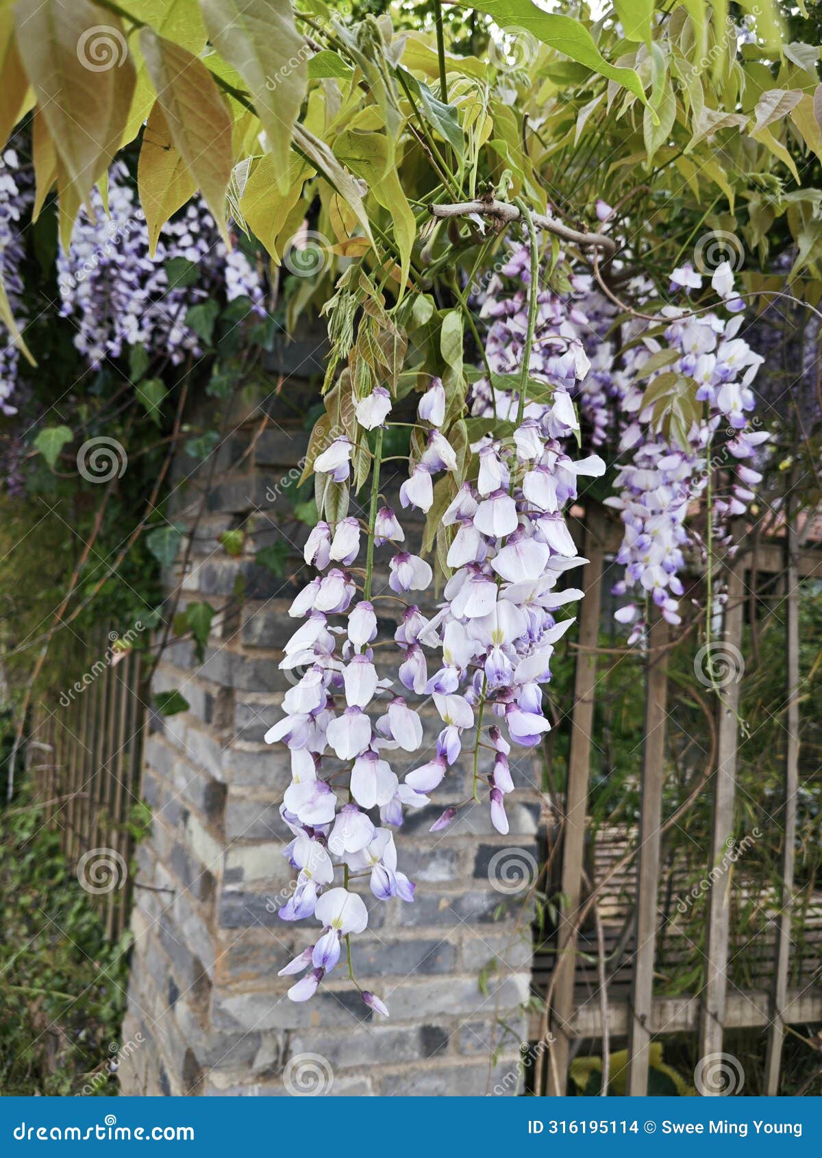 Hanging Wisteria Sinensis Flowers Vine Tree. Stock Photo - Image of ...