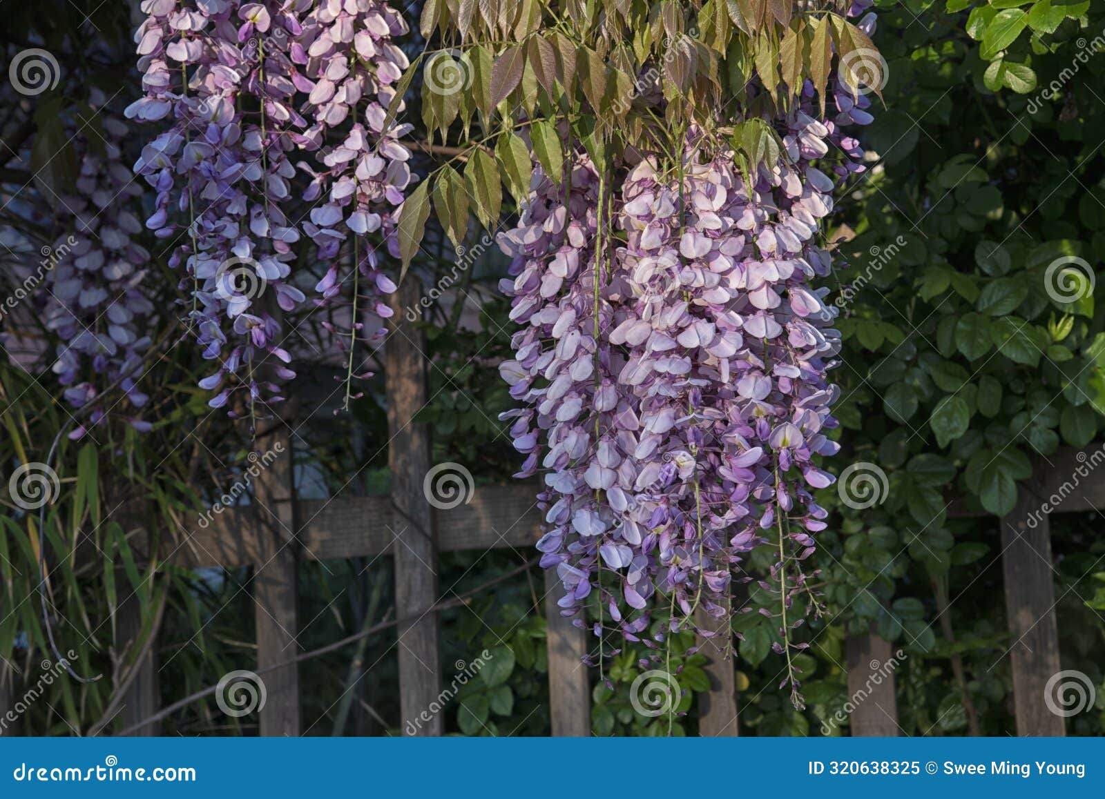 Hanging Wisteria Sinensis Flowers Vine Tree. Stock Image - Image of ...