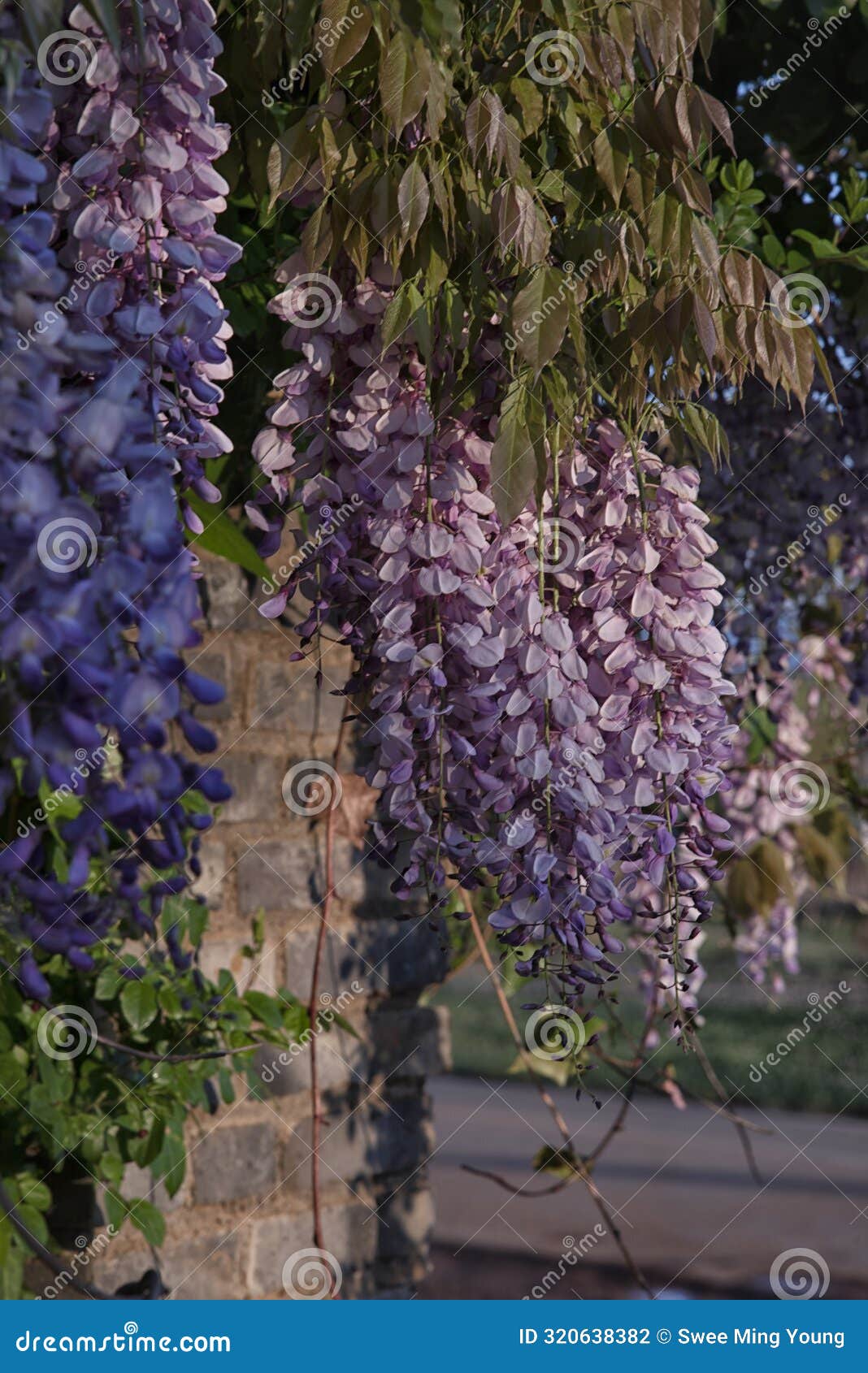 Hanging Wisteria Sinensis Flowers Vine Tree. Stock Photo - Image of ...