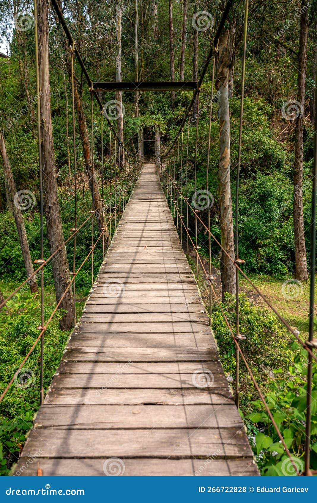 Hanging Wooden Bridge in the Forest Stock Photo - Image of green ...