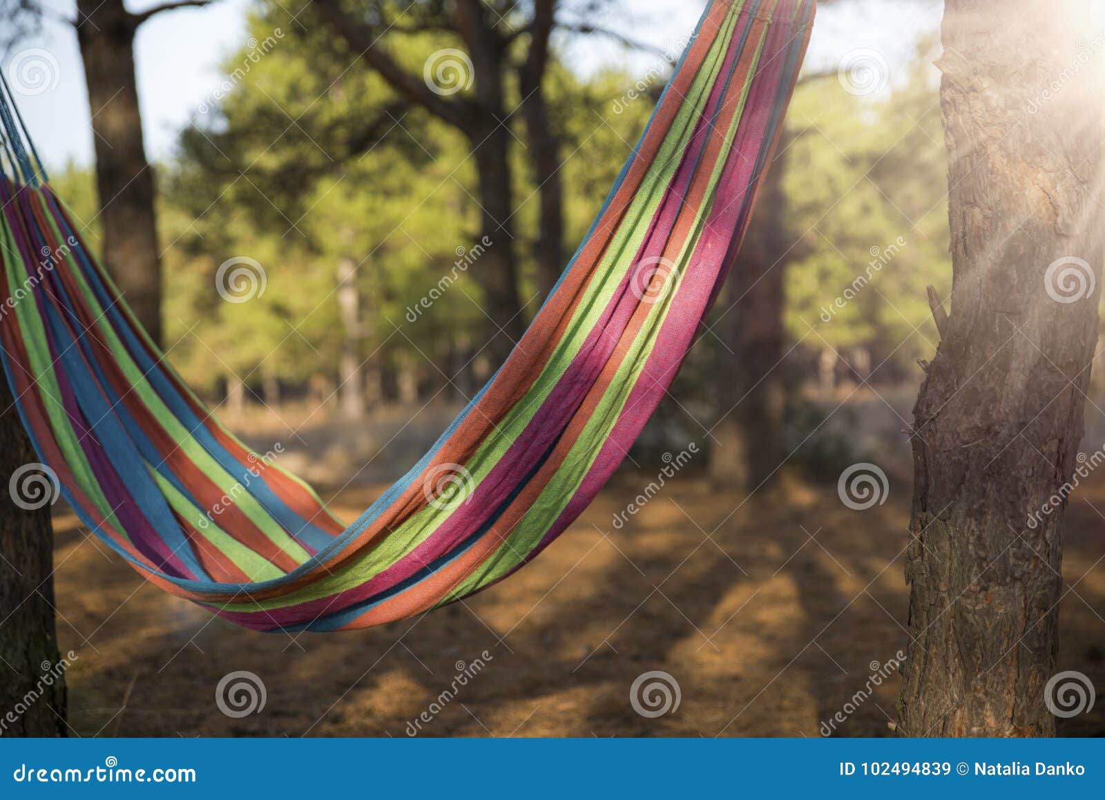 Hangmat Het Hangen Tussen Twee Bomen Stock Afbeelding - Image of ...