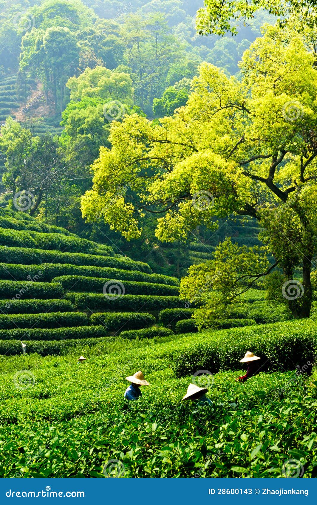 Tea garden editorial stock photo. Image of asia, ecological - 28600143