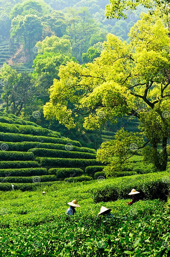 Tea garden editorial stock photo. Image of asia, ecological - 28600143