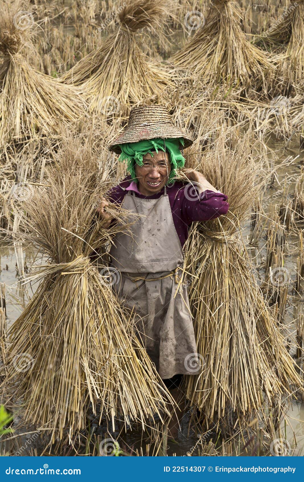 9,604 Rice Farming China Stock Photos - Free & Royalty-Free Stock ...