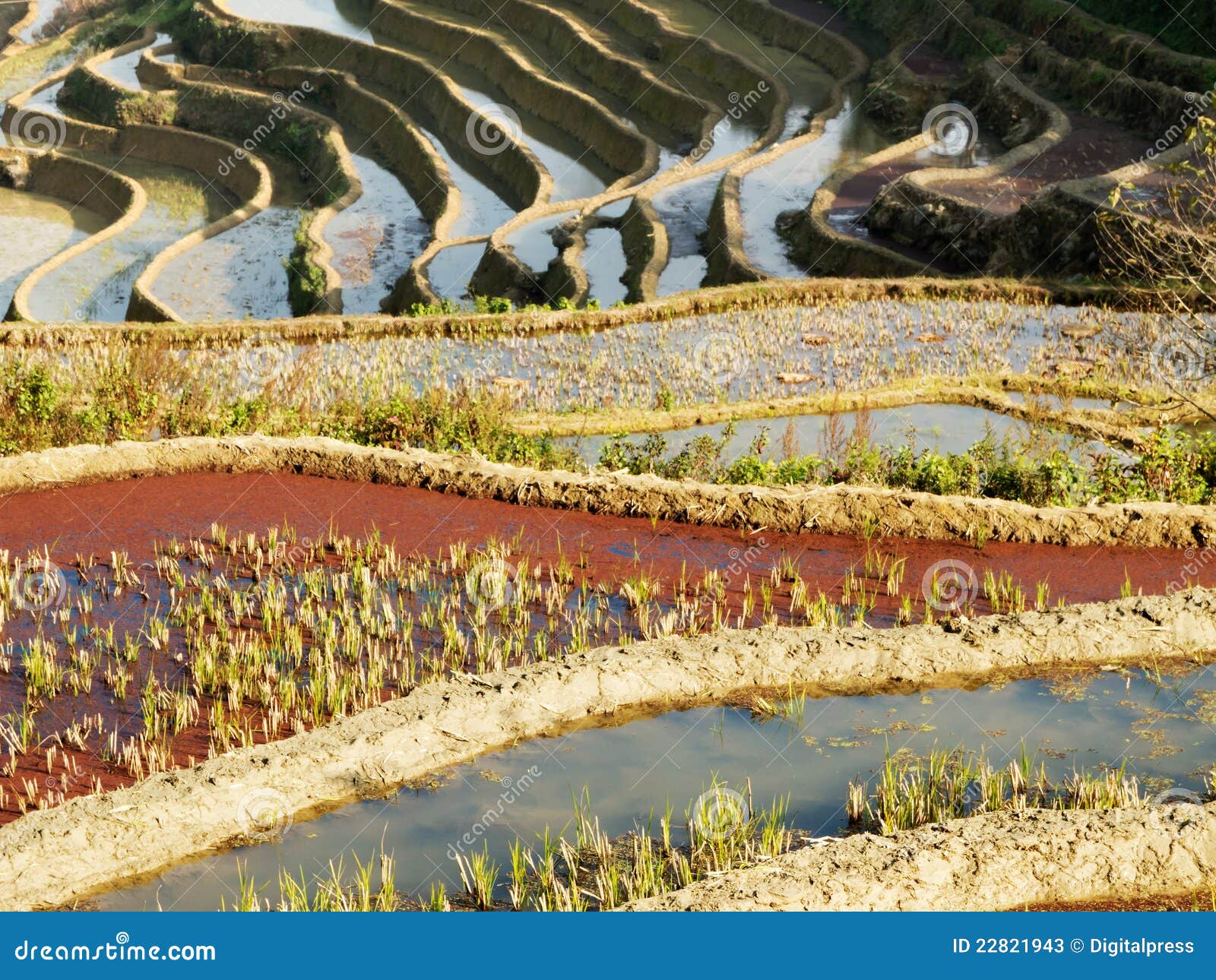Hani Rice Terraces Yuanyang, China Stock Image - Image of field ...