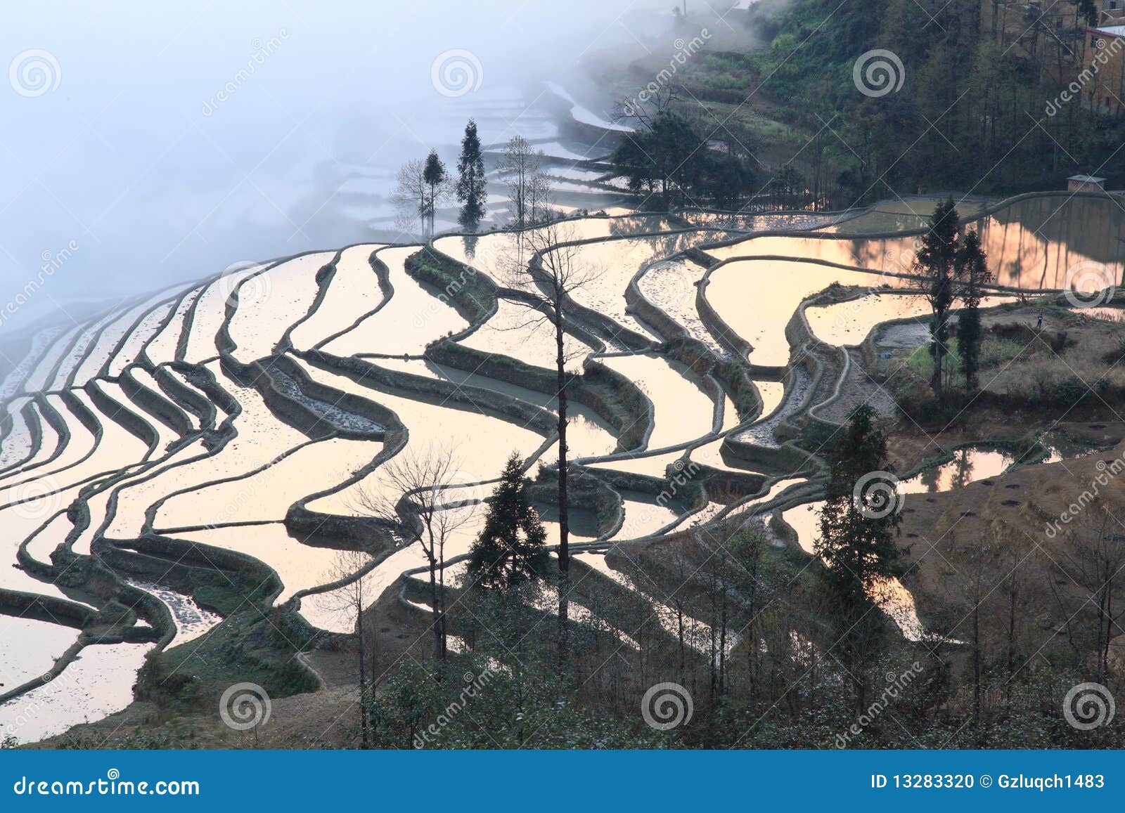 The Hani Terrace Paddyfield Stock Photo - Image of unesco, water: 13283320