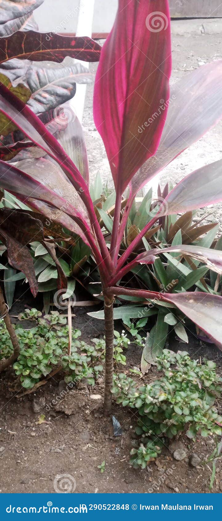 Hanjuang plant Indonesian stock photo. Image of leaf - 290522848