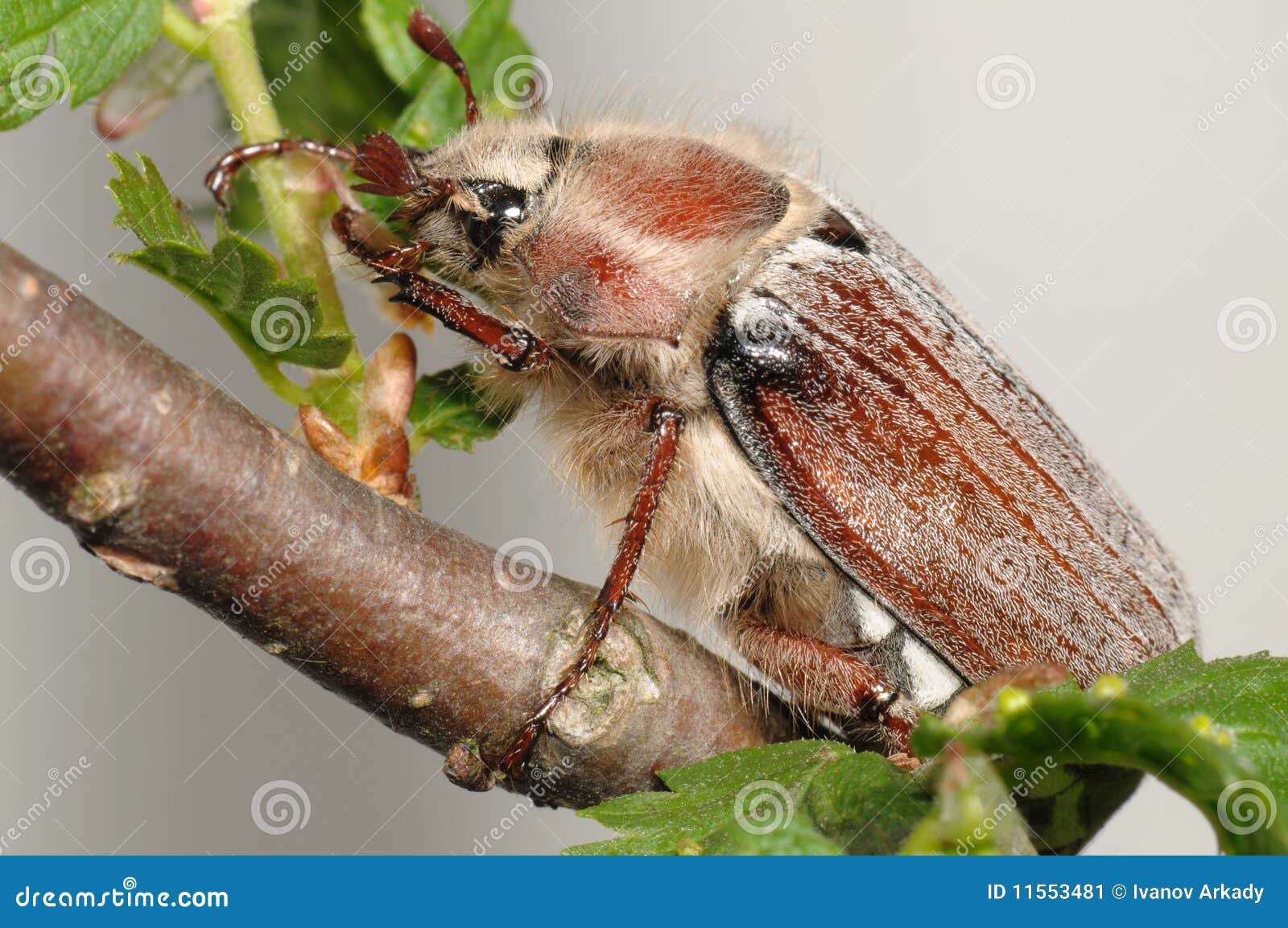 Hanneton (Melolontha Vulgaris) Image stock - Image du insectes, grand ...
