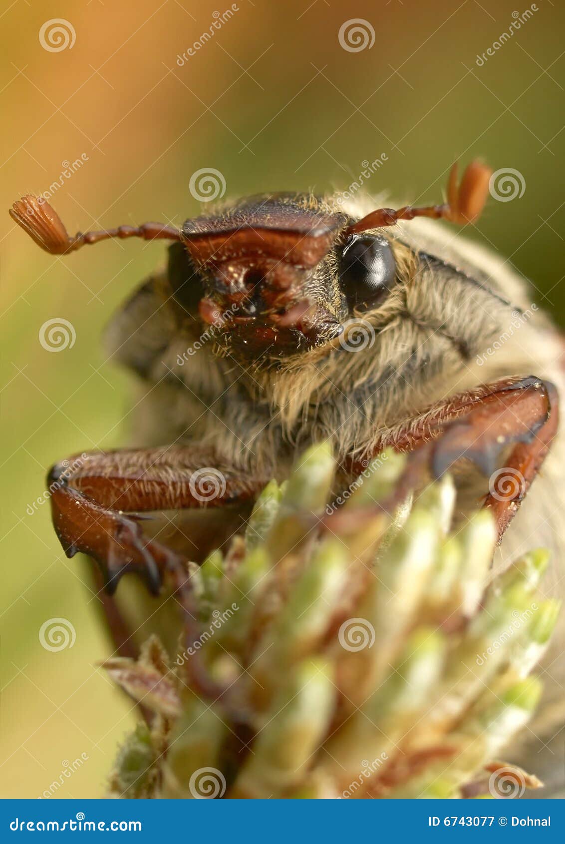 Hanneton Solsticial Commun - Melolontha De Melolontha Image stock ...