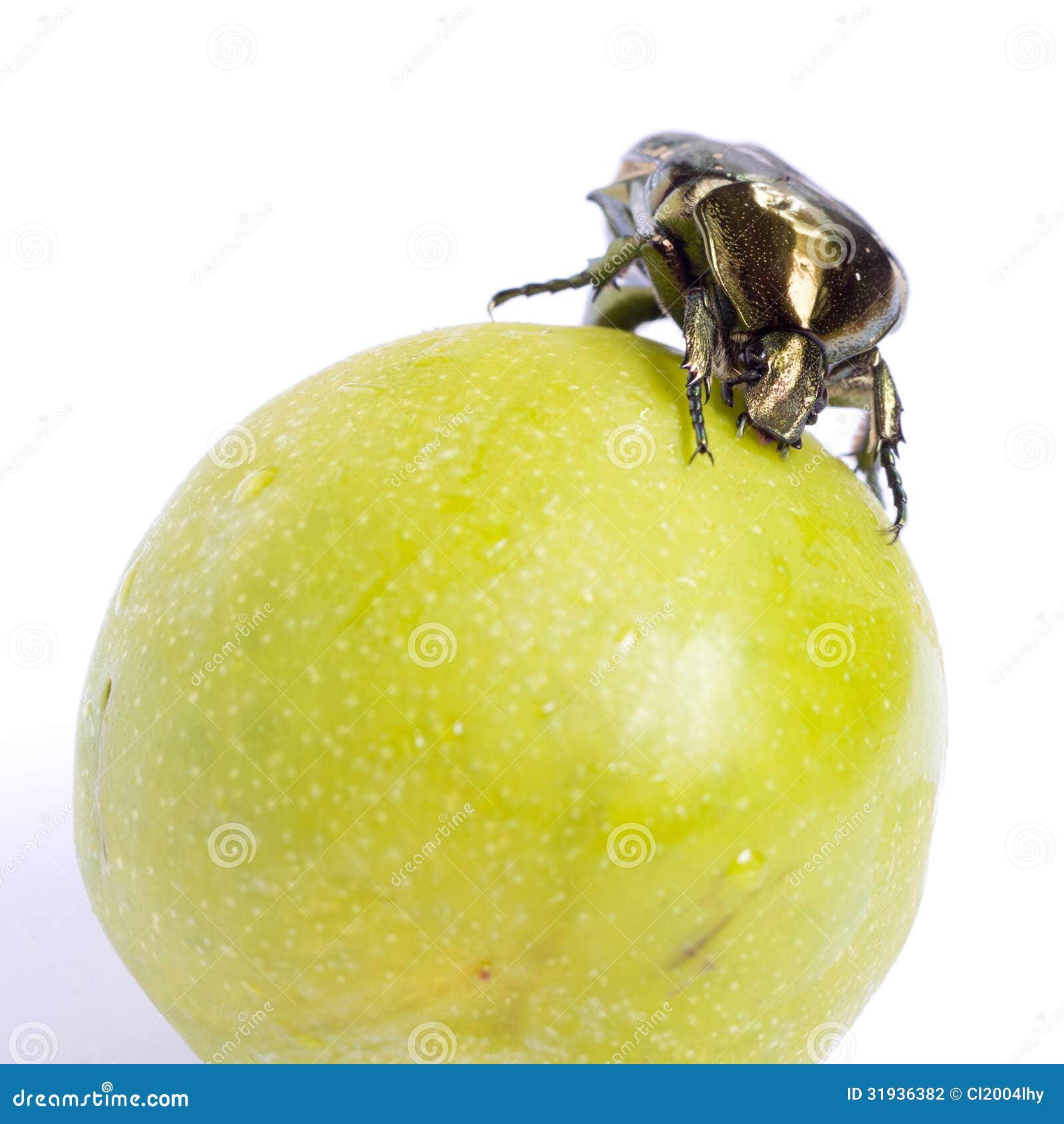 Hanneton Solsticial Sur Une Prune Verte. Photo stock - Image du blanc ...