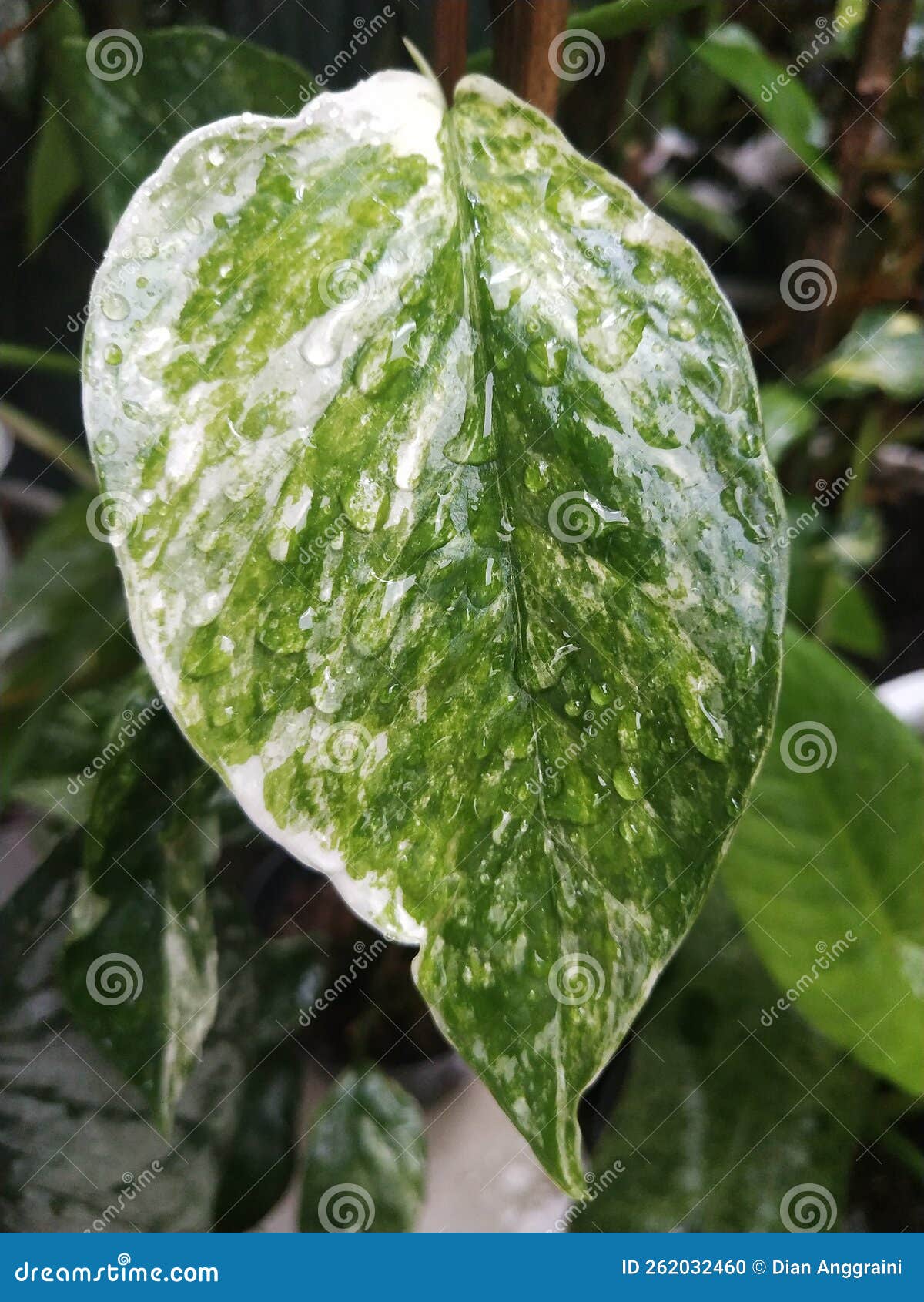 Hanoman species Bali plant stock photo. Image of herb - 262032460