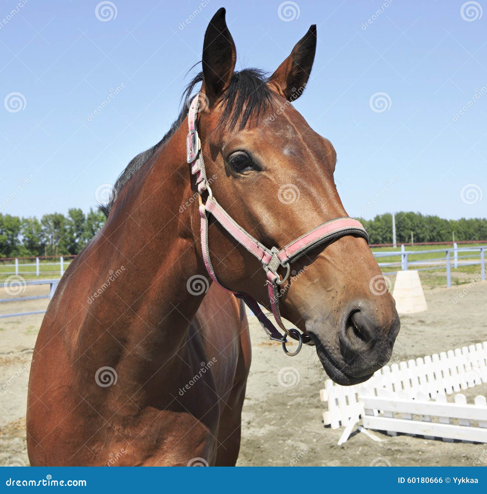 Hanoverian Mare Breed. Beautiful Portrait Stock Photo - Image of mare ...