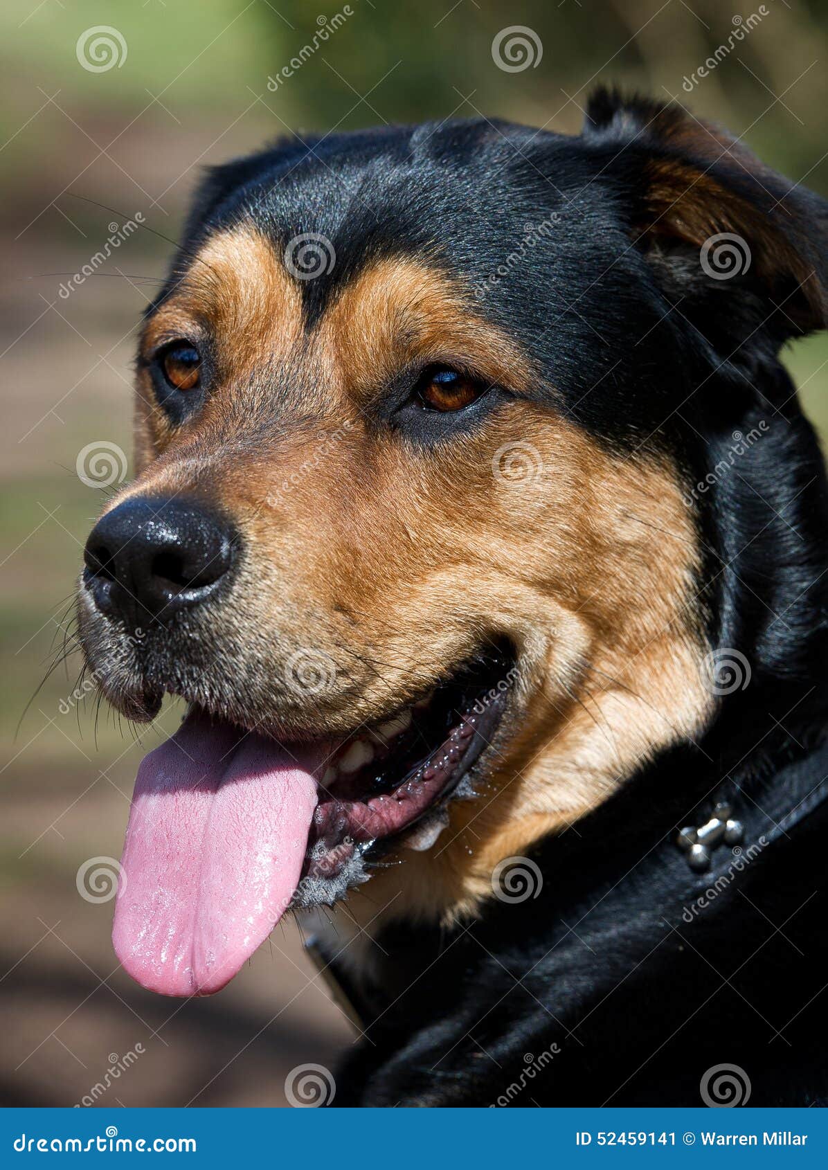 Hansome looking dog stock image. Image of enjoying, long - 52459141