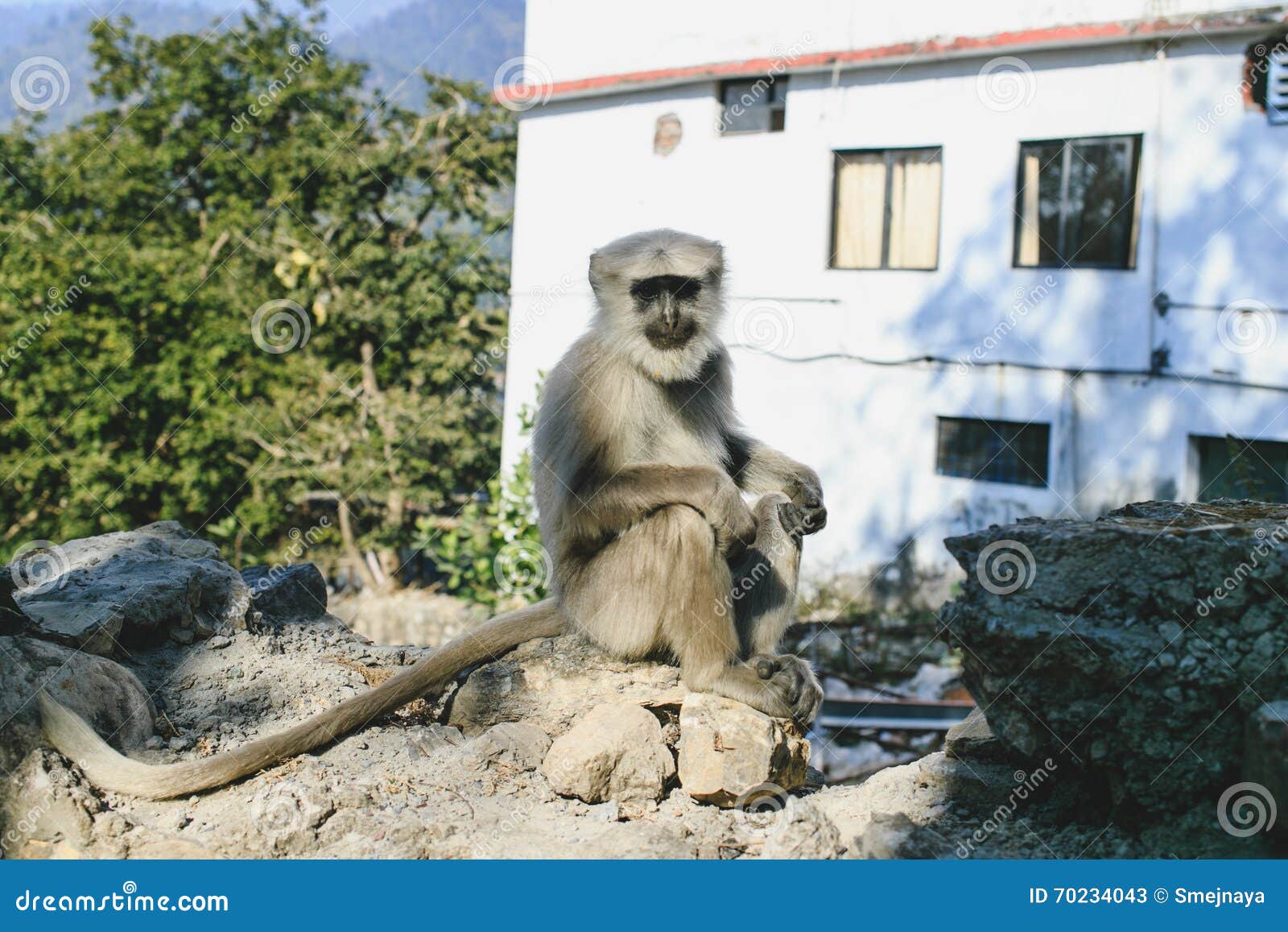 Hanuman-Affe, Sitzend Auf Der Wand, Rishikesh Stockbild - Bild von ...
