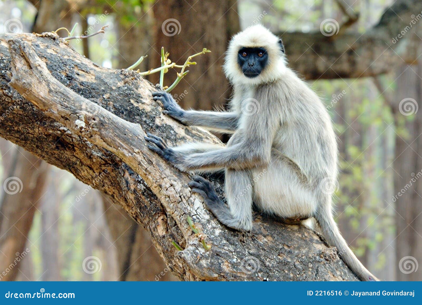 Hanuman Langur stock photo. Image of ruff, park, hanuman - 2216516