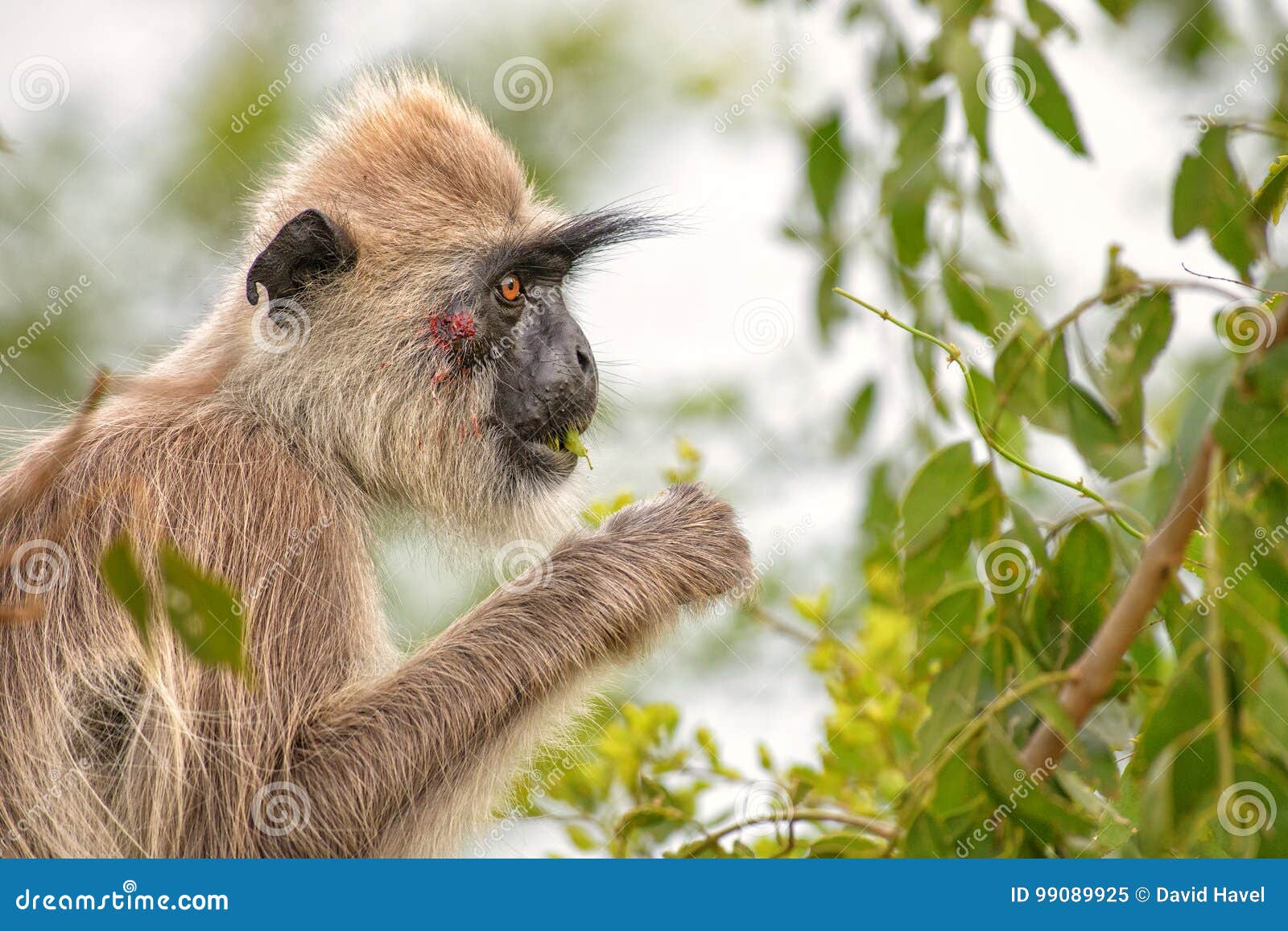 Hanuman Langur - Semnopithecus Entellus, Sri Lanka Stock Image - Image ...