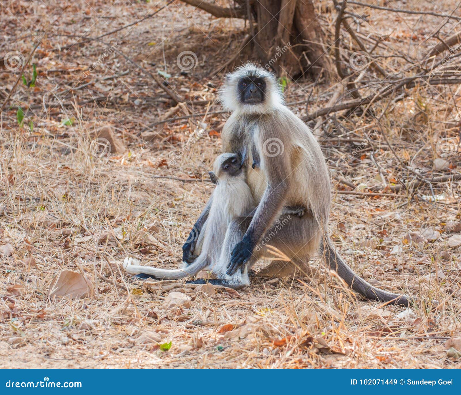 Hanuman Langur Monkey stock image. Image of wild, primate - 102071449