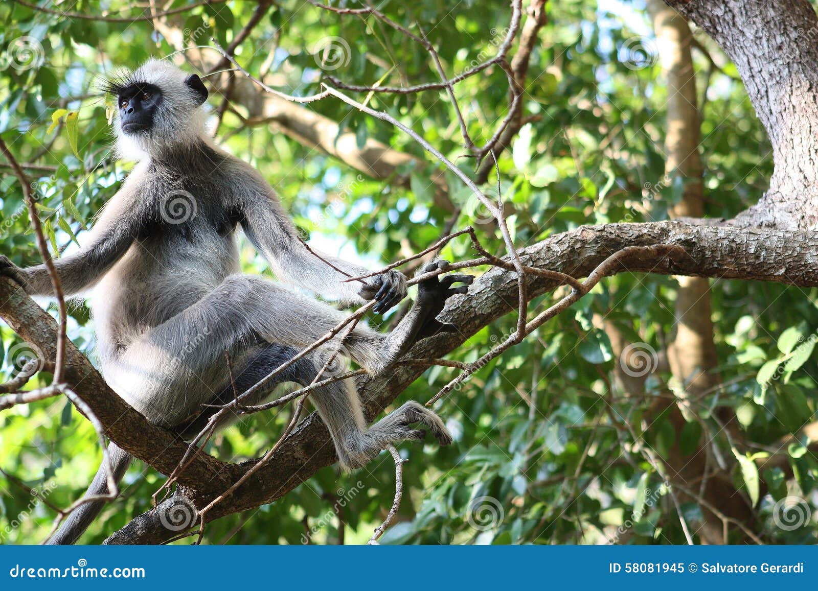 Hanuman Langur Monkey Que Olha Ao Redor No Ramo Imagem de Stock ...