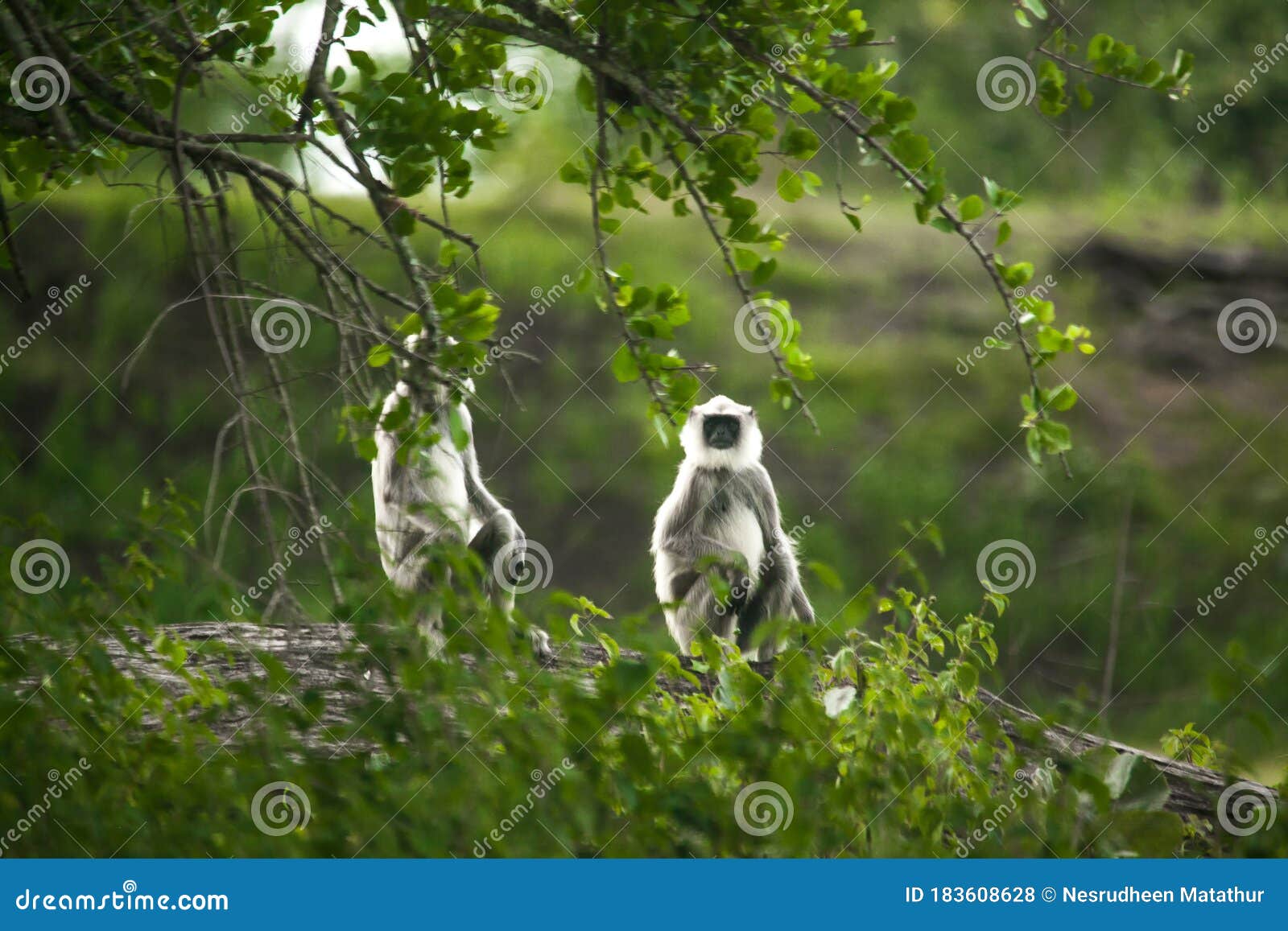 Hanuman Langure in Western Ghats India Stock Photo - Image of hanuman ...