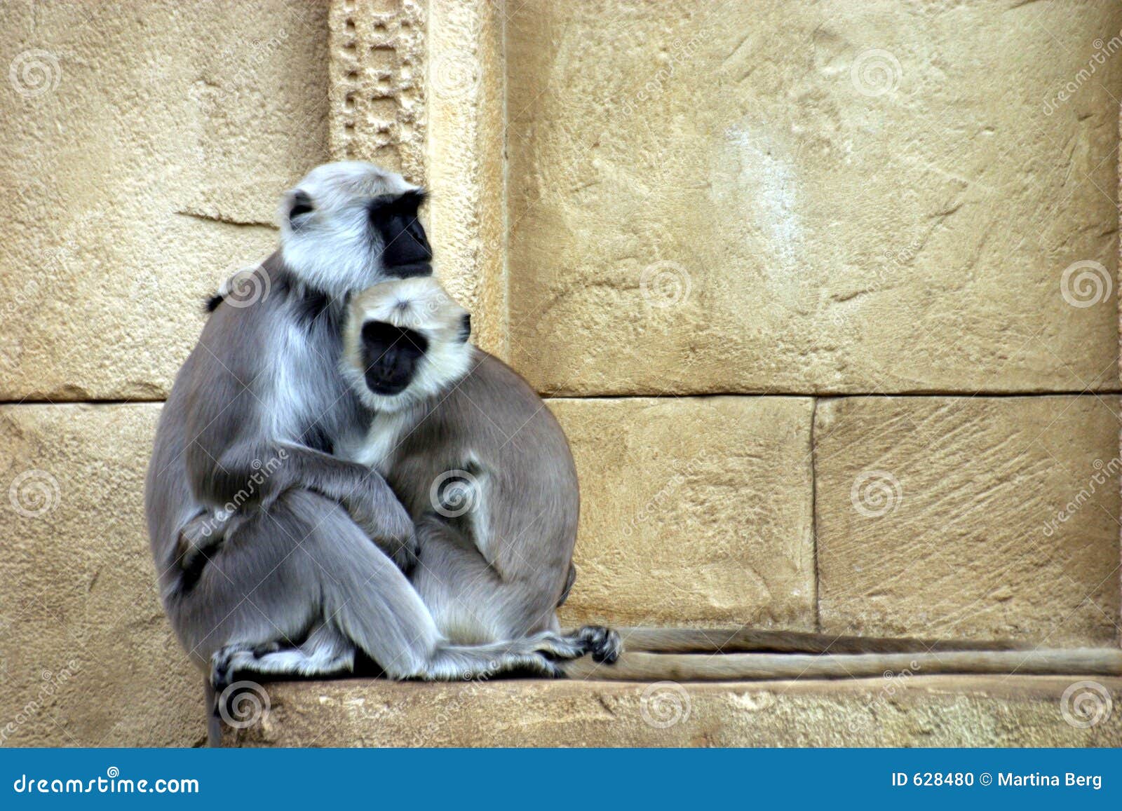 Hanuman langurs stock photo. Image of hulman, monkey, mangroves - 628480