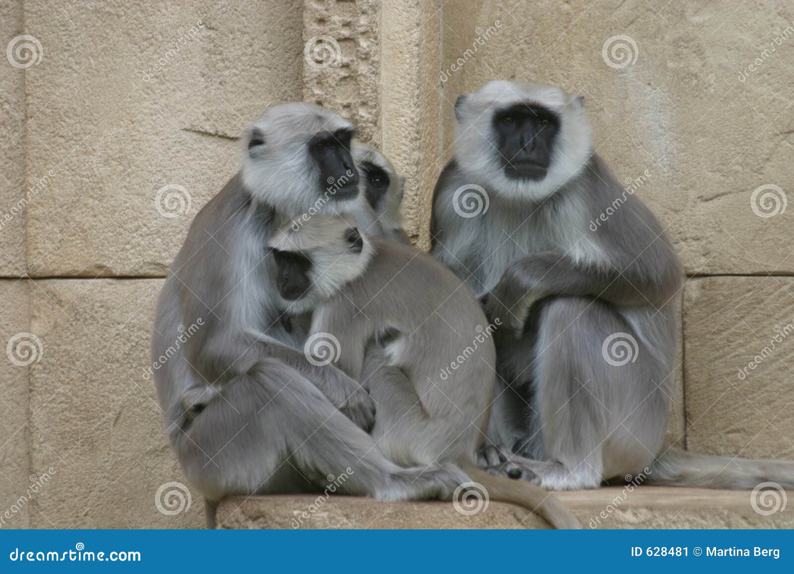 Hanuman langurs stock image. Image of animal, holy, monkey - 628481
