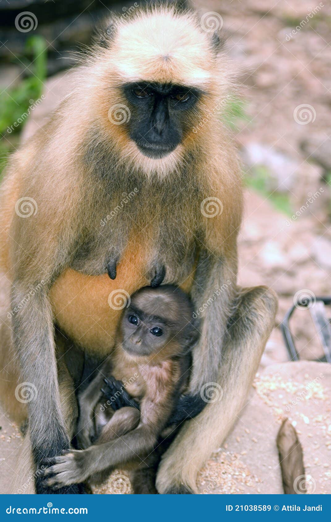Hanuman Langurs, Ranthambore National Park, India Stock Image - Image ...