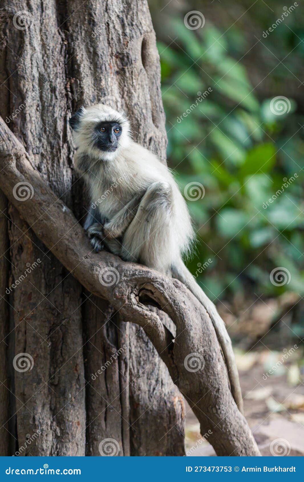 Hanuman Langurs Sit in a Tree Stock Image - Image of tree ...