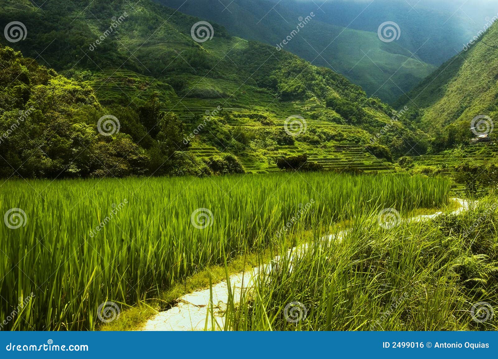 Hapao Rice Terraces, Philippin Stock Photo - Image of scene, sunrise ...