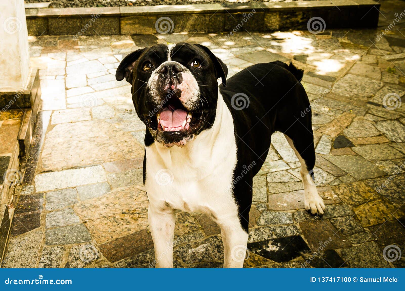 Hapi dog in the park stock photo. Image of brazil, brown - 137417100