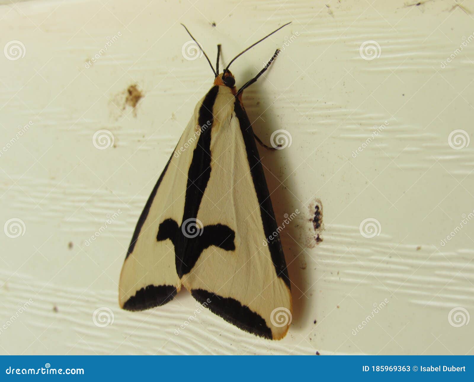 Haploa Clymene Moth on the Side of a House Stock Image - Image of ...