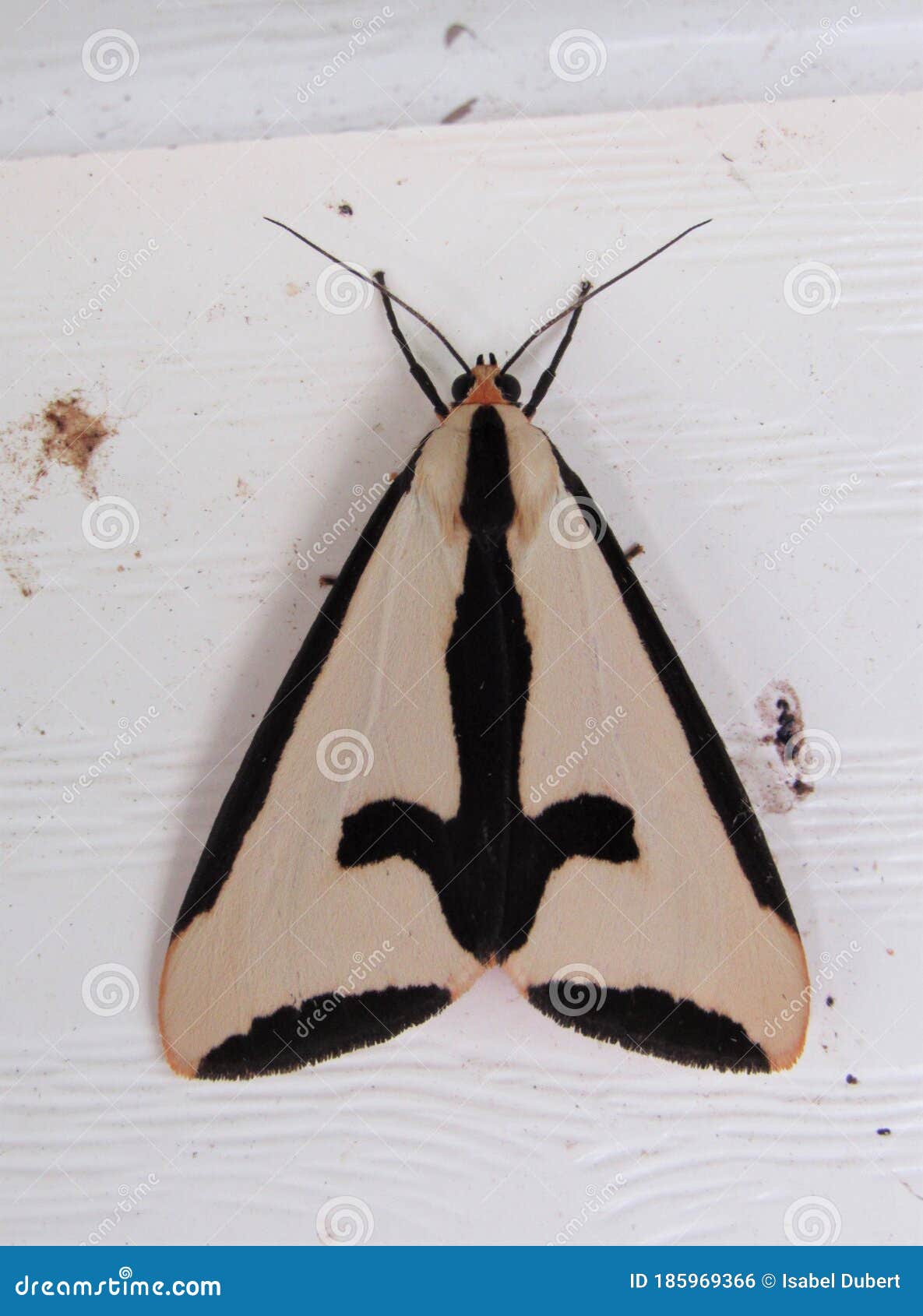 Haploa Clymene Moth on the Side of a House Stock Photo - Image of dusk ...
