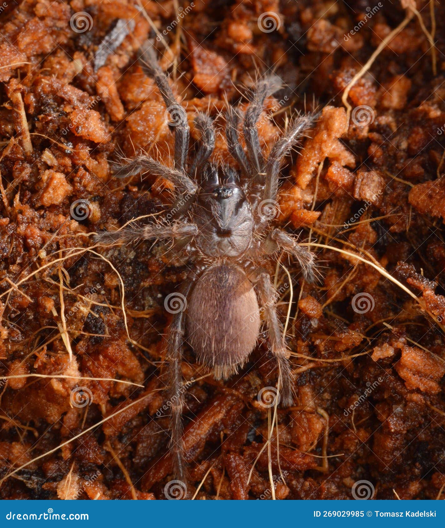 Haploclastus Devamatha Sling Stock Image - Image of tree, nature: 269029985