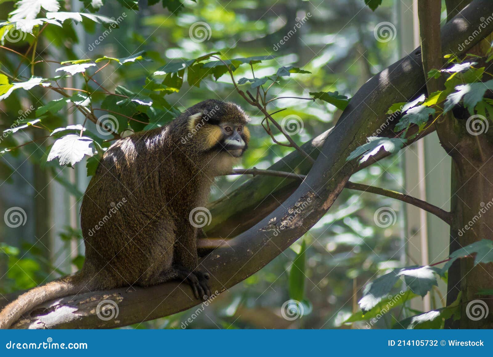 Haplorhini Monkey on a Tree Branch Stock Photo - Image of monkey ...