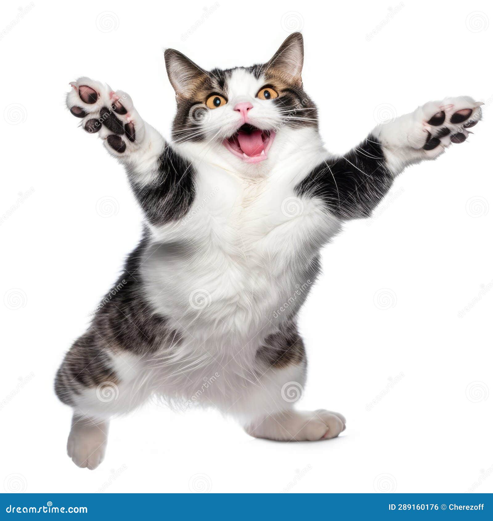 Happily Cat on a White Background Stock Photo - Image of funny, white ...