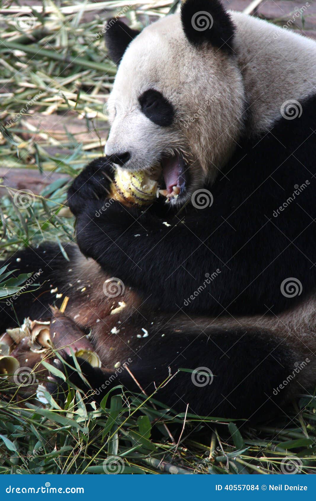 Happily chewing stock photo. Image of animal, grass, asia - 40557084