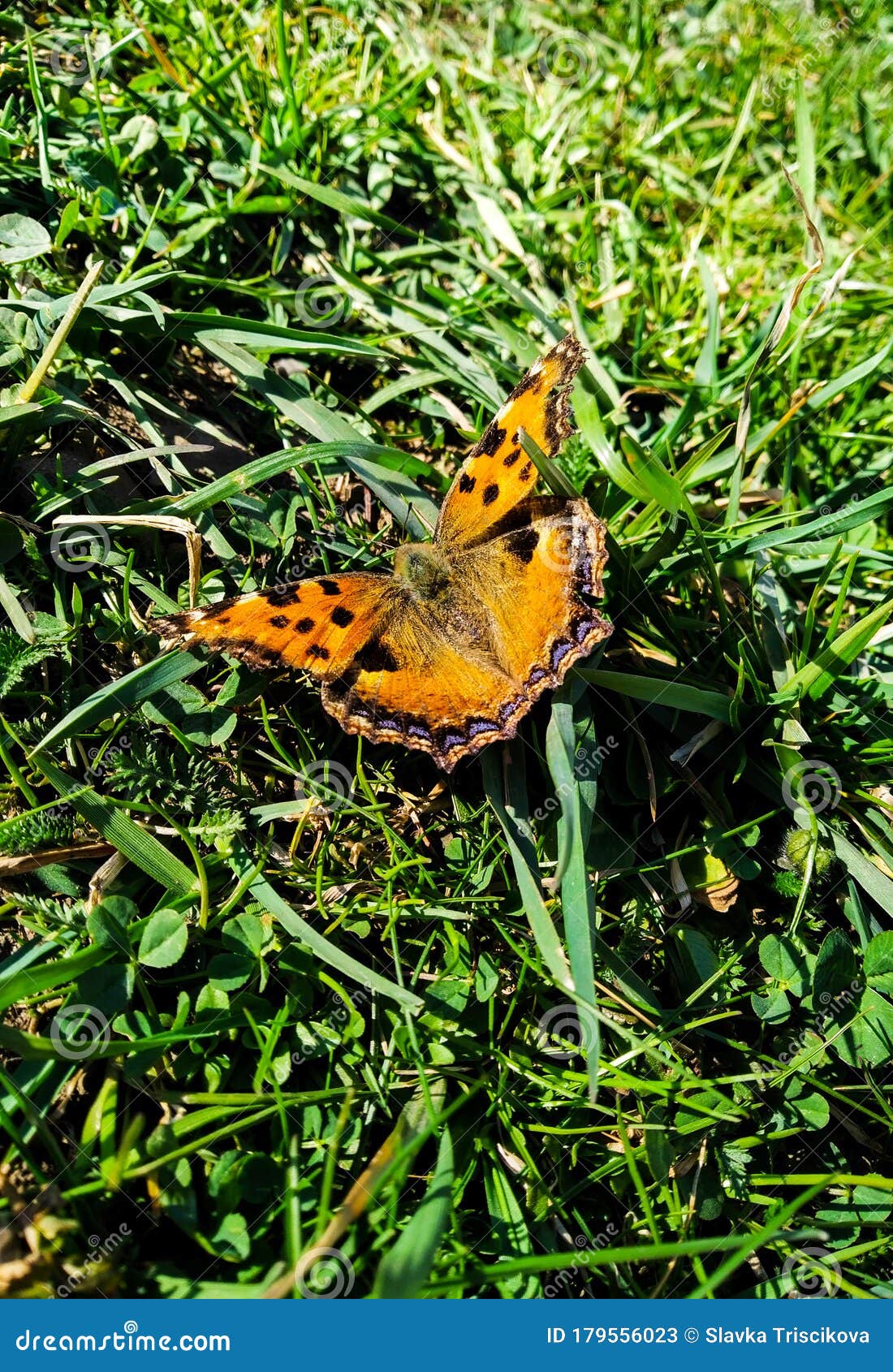 Happiness is a Butterfly stock image. Image of butterfly - 179556023