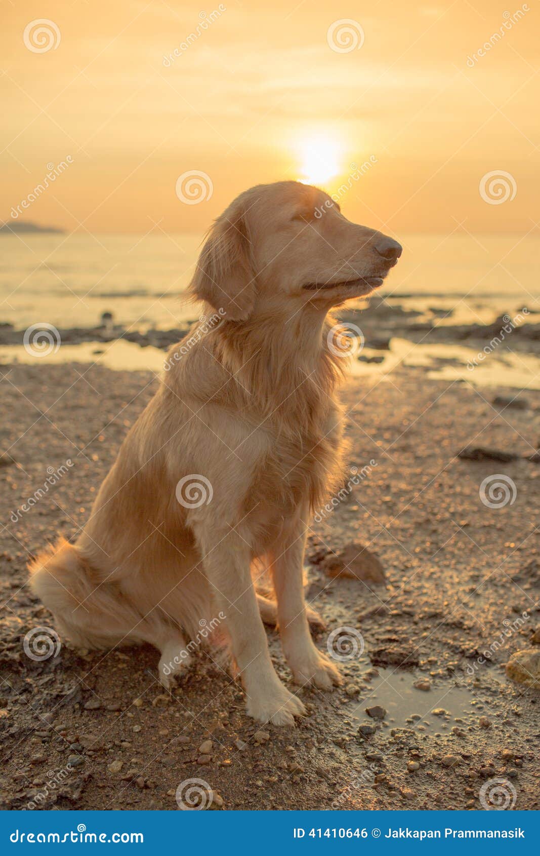 Happiness dog with sunset stock photo. Image of mountain - 41410646